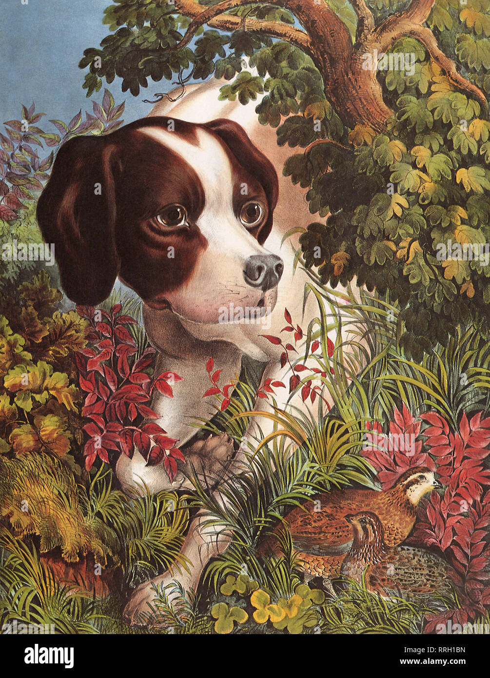 Pointing a Bevy Stock Photo - Alamy