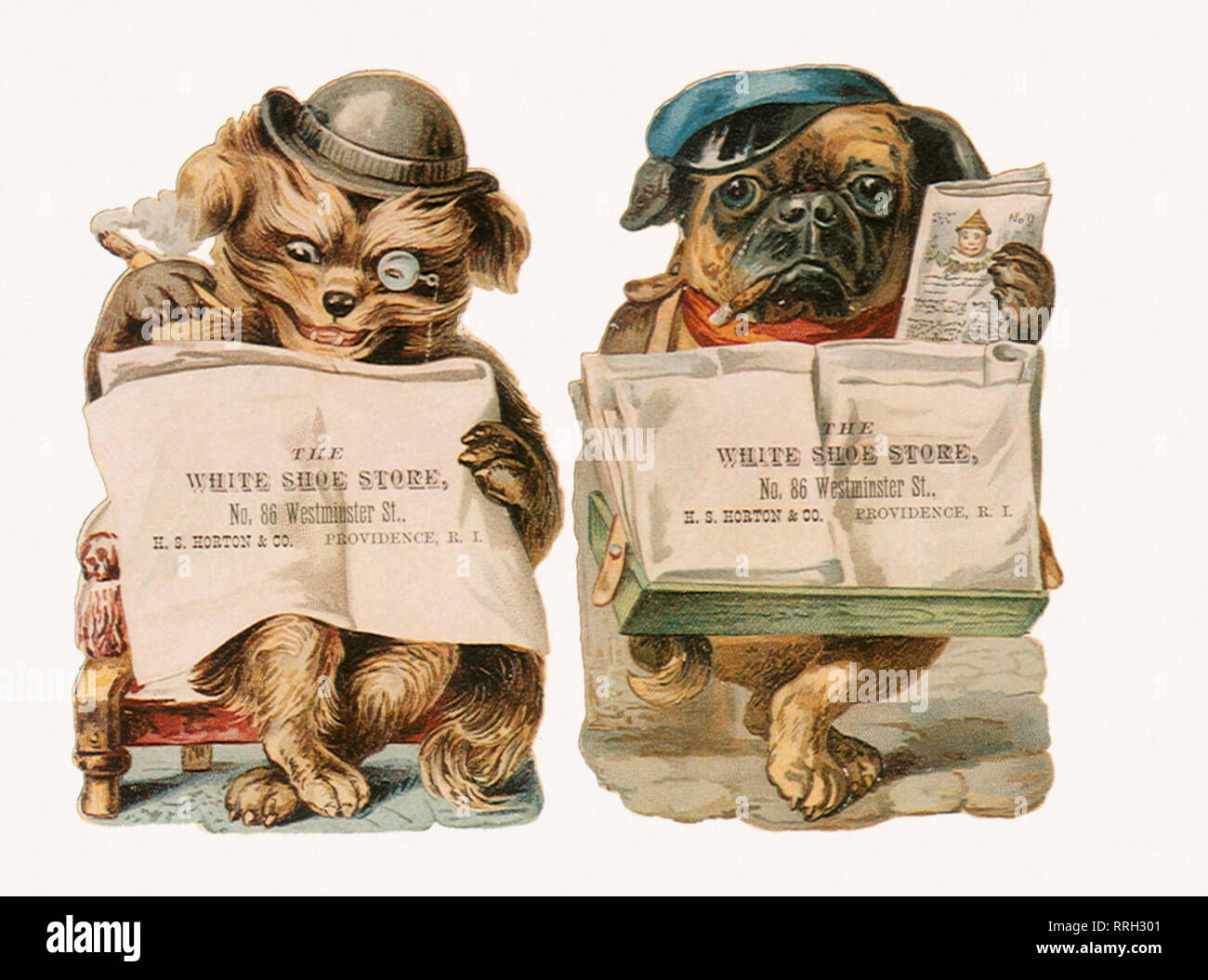 Two Dogs read Newspapers Stock Photo - Alamy