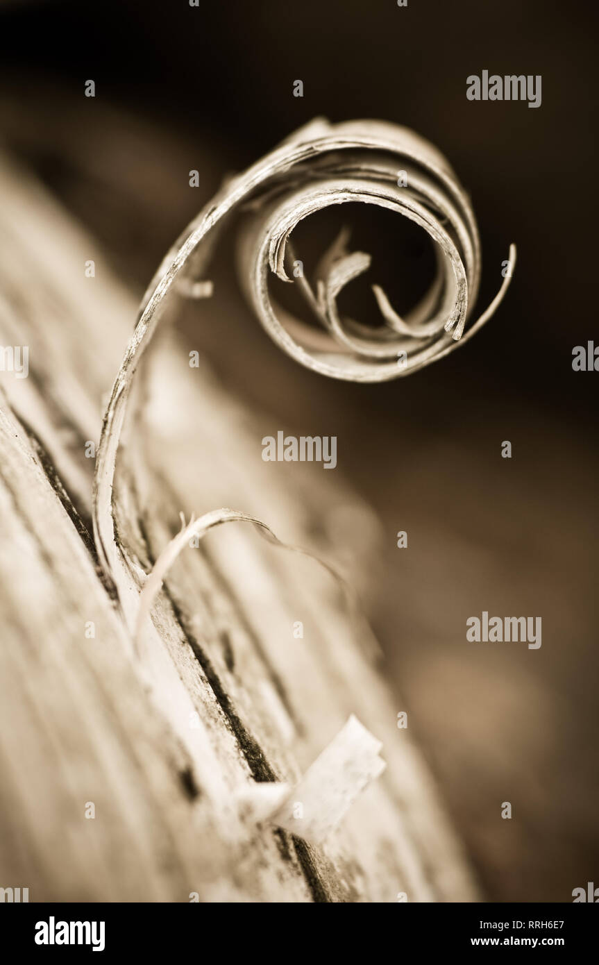 Curling birch tree bark, Michigan, USA Stock Photo - Alamy