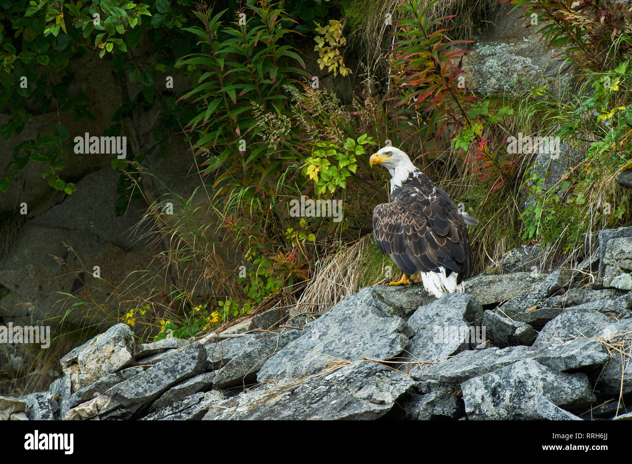 American Bald Eagle on rock cliff with Autumn colors, Katmai National ...