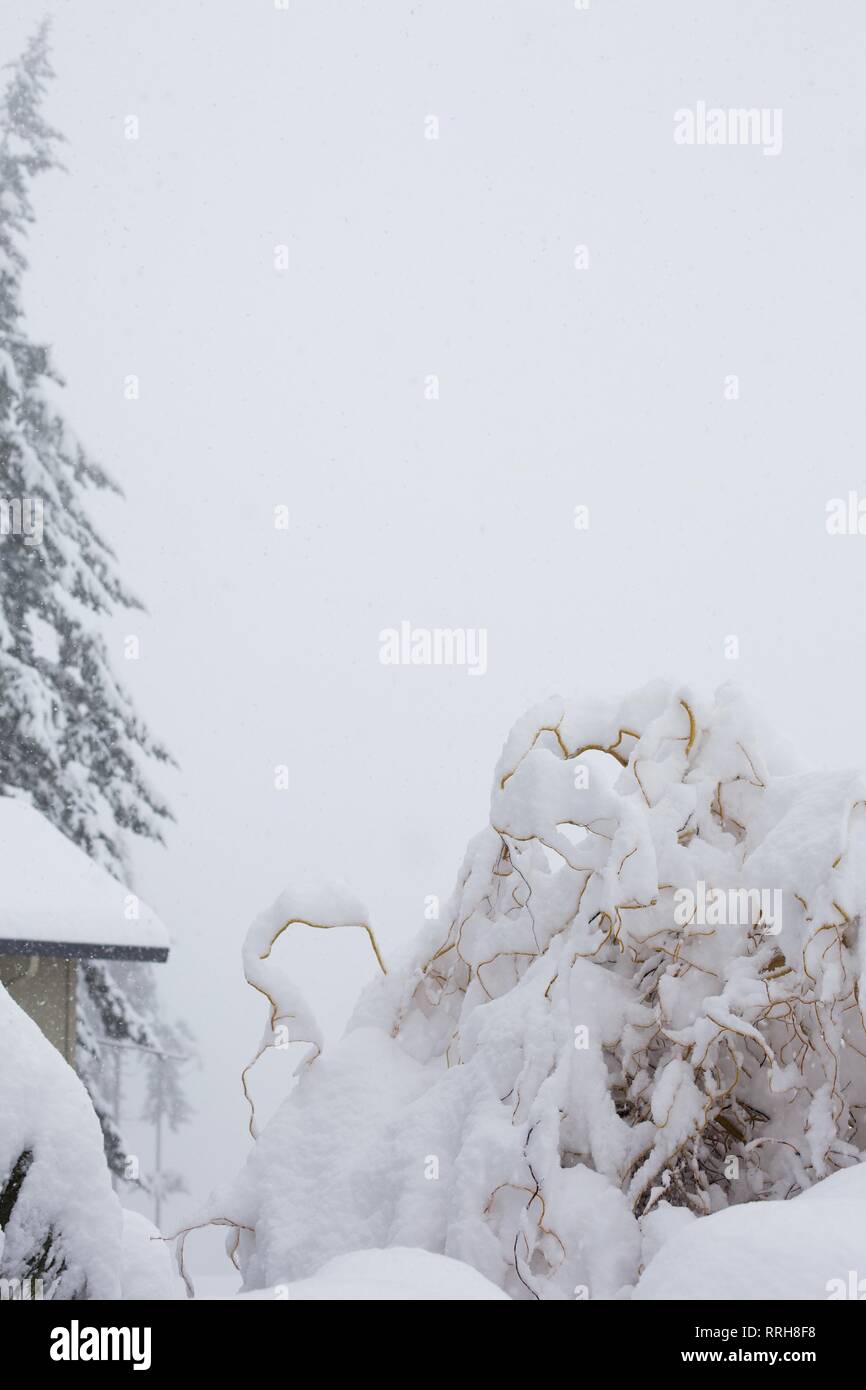 Snowstorm in Eugene, Oregon, USA Stock Photo - Alamy