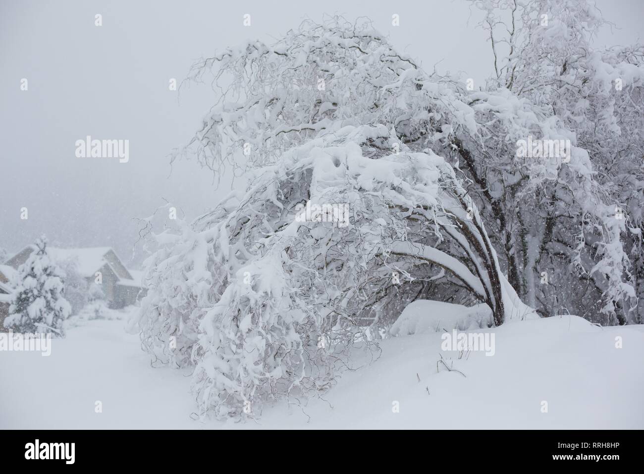 Bent over tree in snow hi-res stock photography and images - Alamy