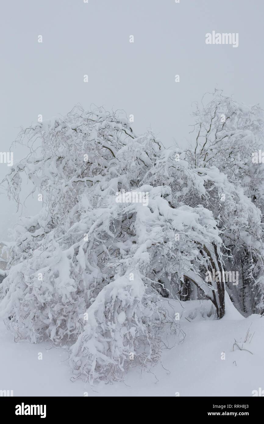 A tree bent over from the weight of snow during a Snowstorm in Eugene ...