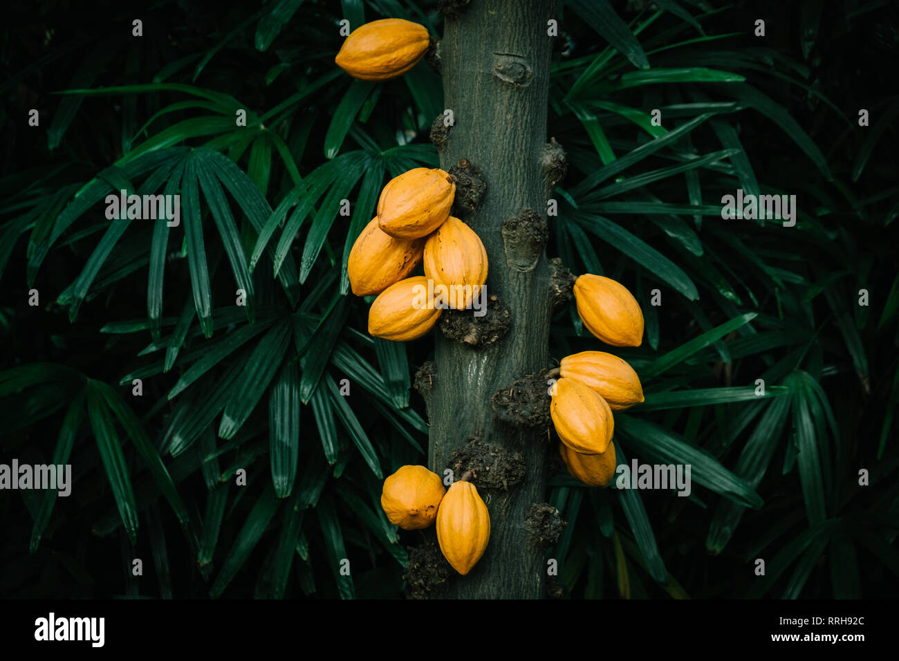 Cacao tree in the tropical greenhouse Stock Photo - Alamy