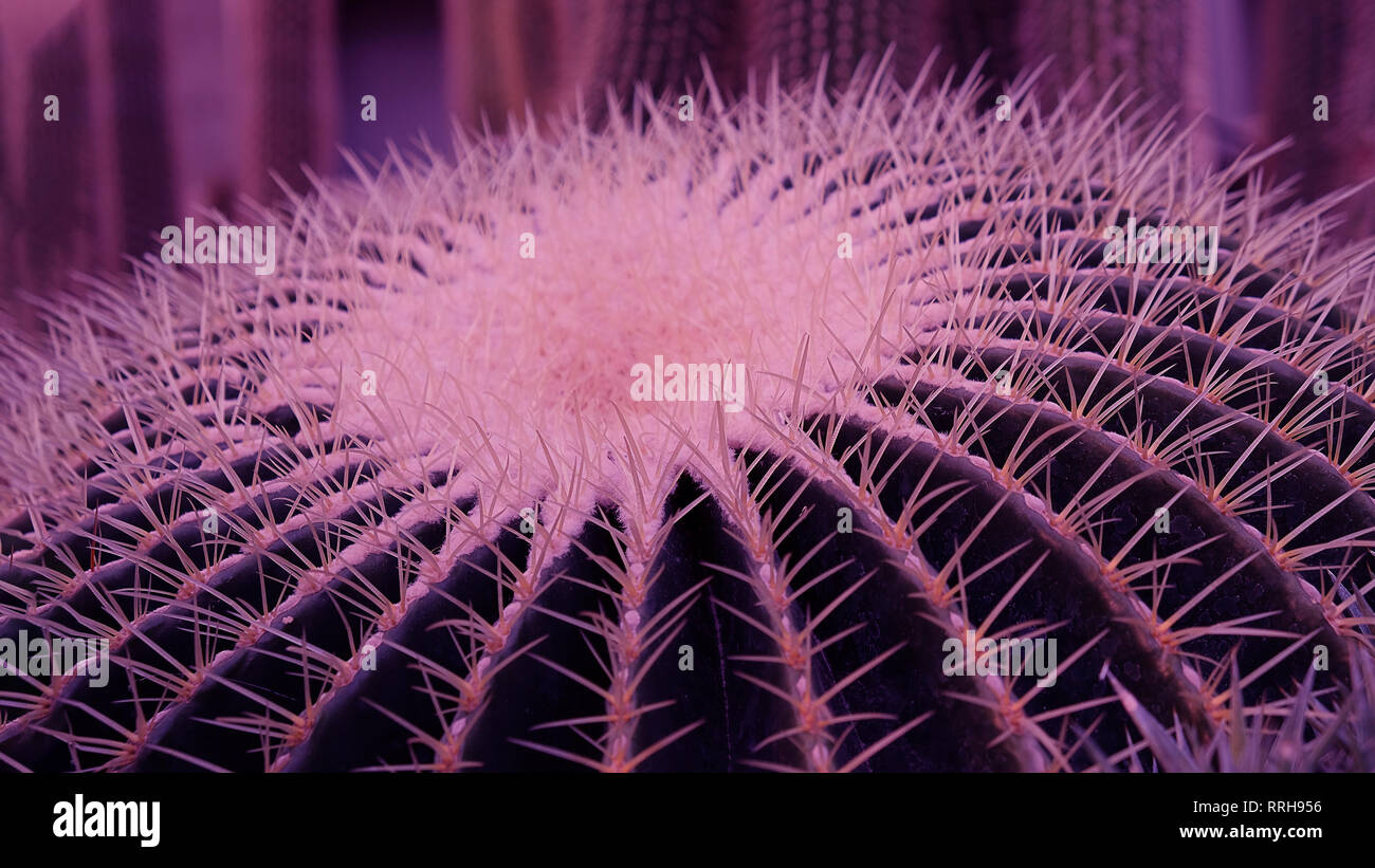 Natural creative cactus texture.Close-up .Ultraviolet concept Stock ...