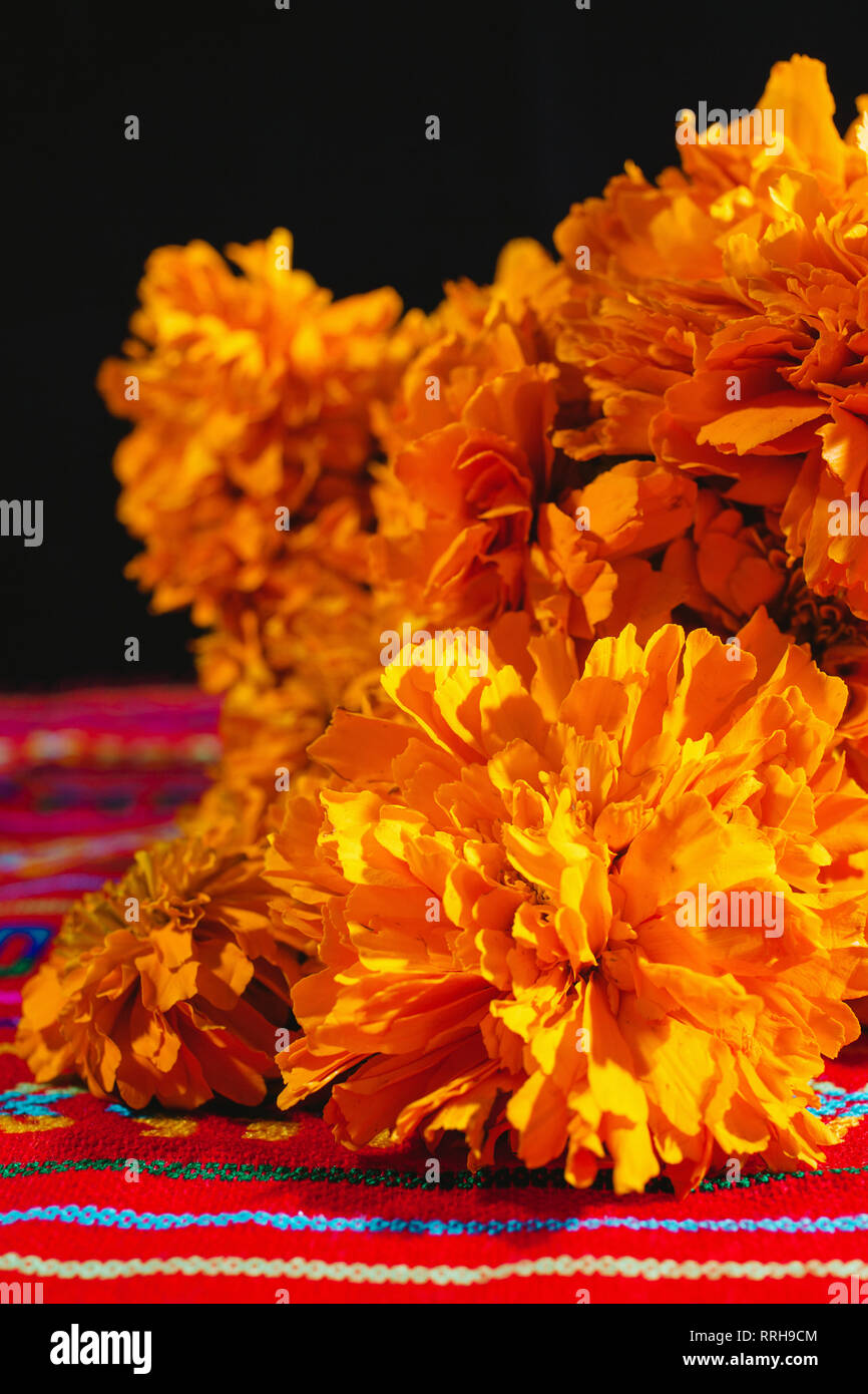 Cempasuchil hi-res stock photography and images - Alamy