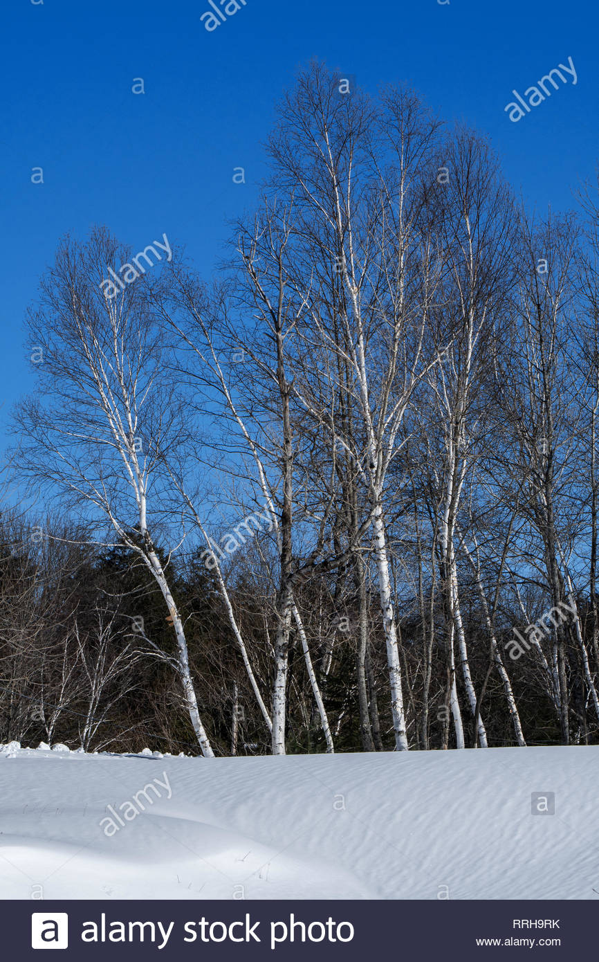 Birch Trees Snow High Resolution Stock Photography and Images - Alamy