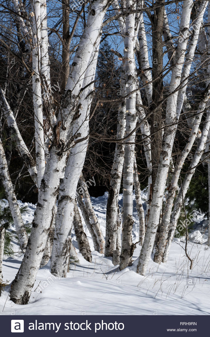 Birch Trees Snow High Resolution Stock Photography and Images - Alamy