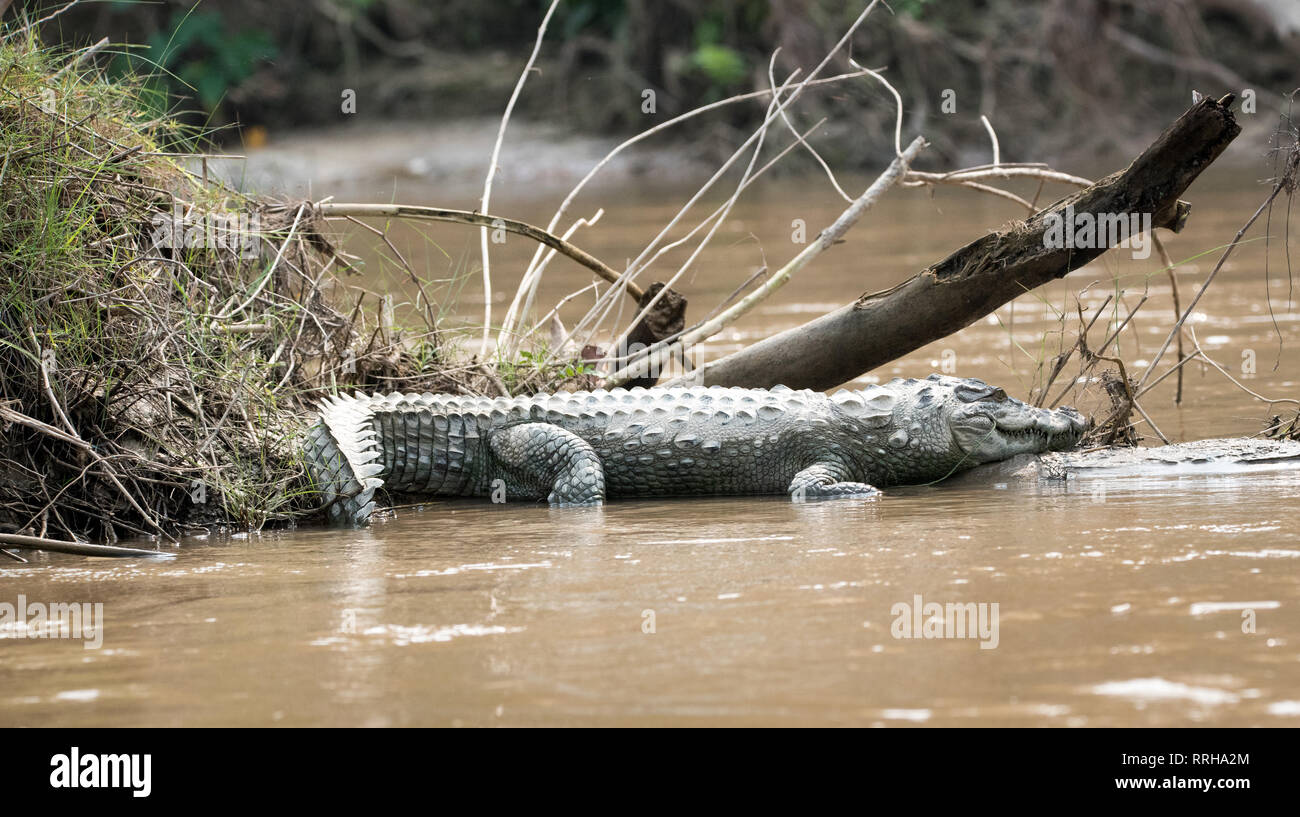 Mugger crocodile at Chitwan National Park in Nepal Stock Photo - Alamy