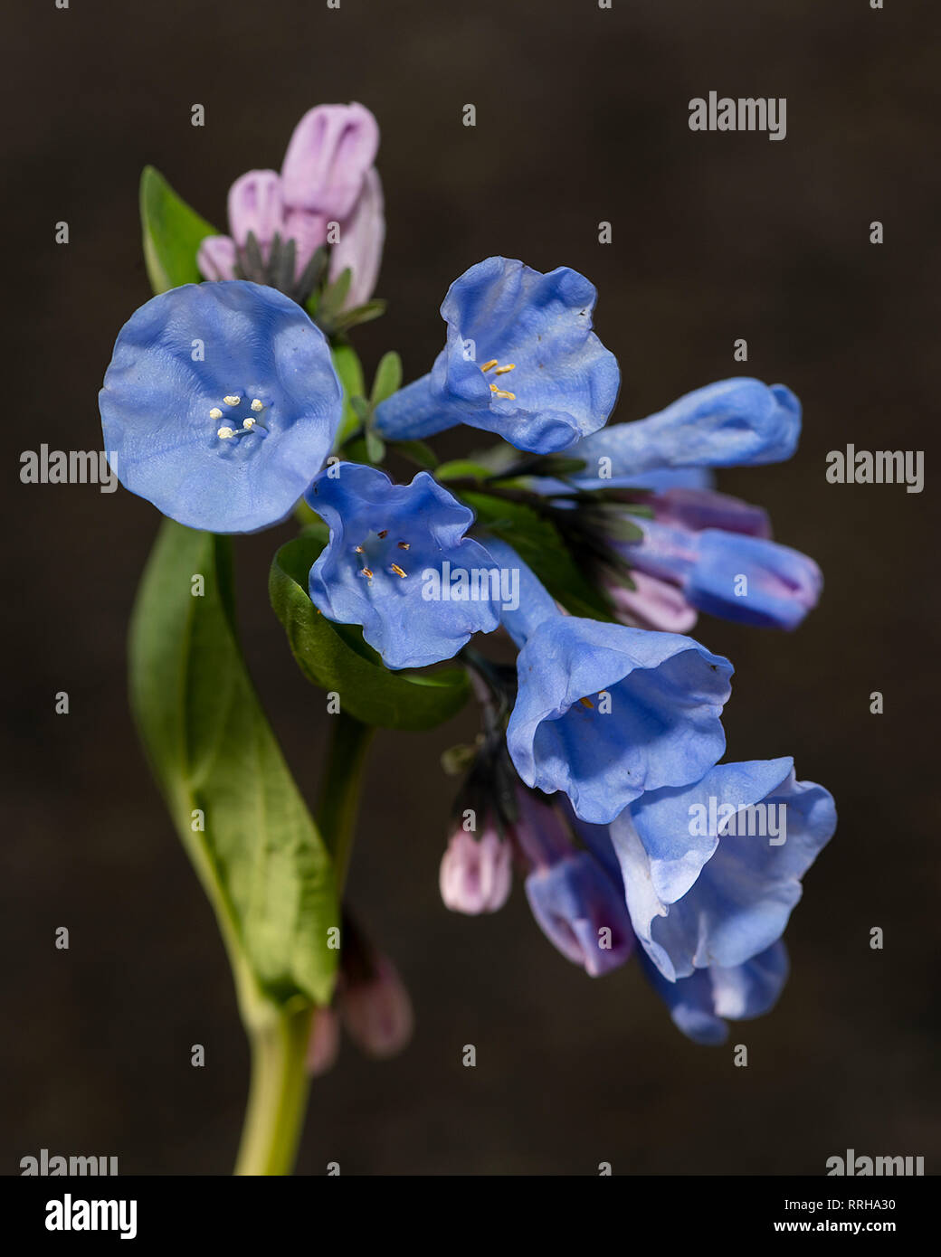 Spring Bluebell flowers Stock Photo - Alamy