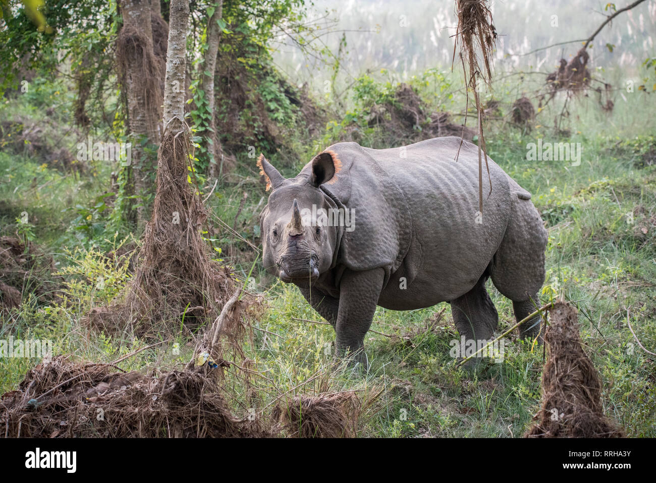 One-horned Rhinoceros at Chitwan National Park in Nepal Stock Photo - Alamy