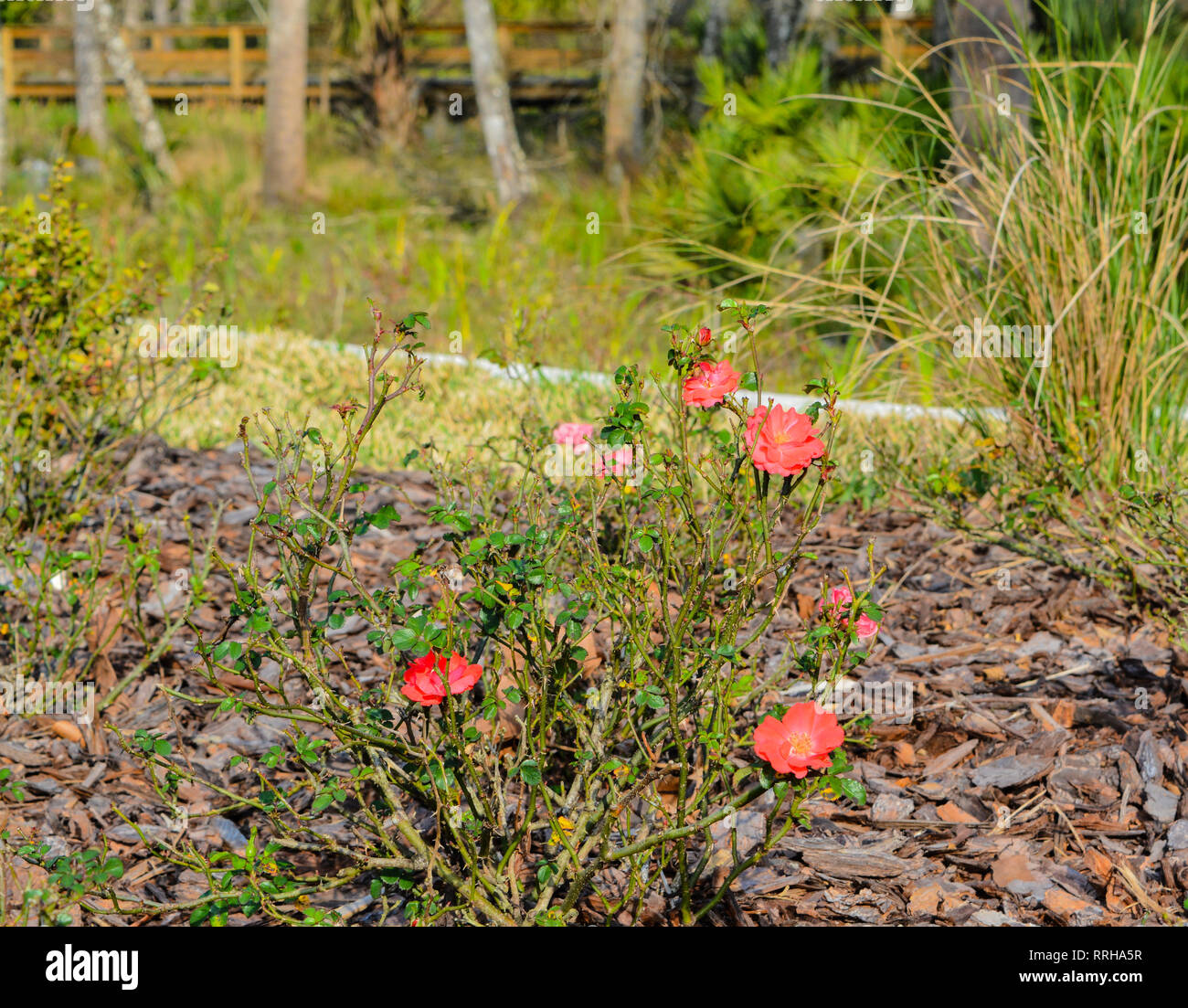 Knock out rose hi-res stock photography and images - Alamy