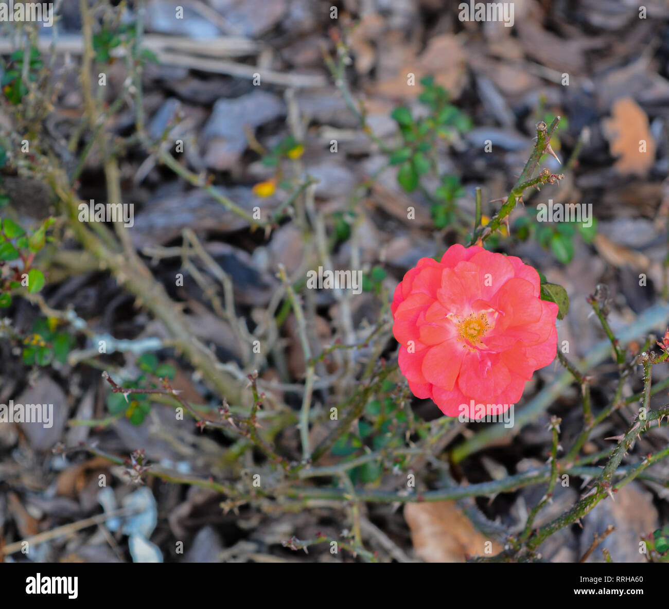 Cherry Red Knock Out Rose, Nocatee, St Johns County, Florida, USA Stock ...