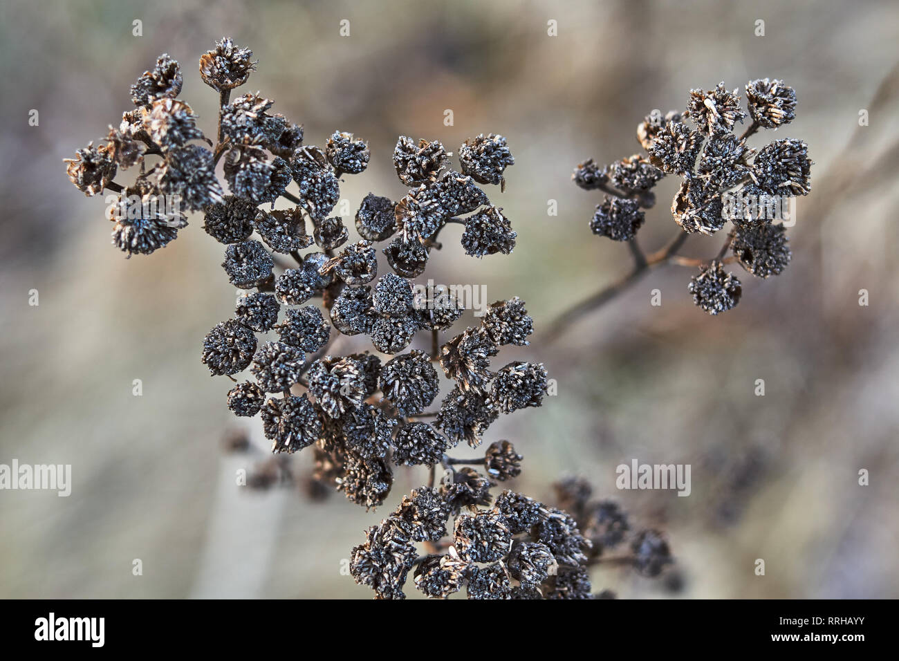 Dried up meadow hi-res stock photography and images - Alamy