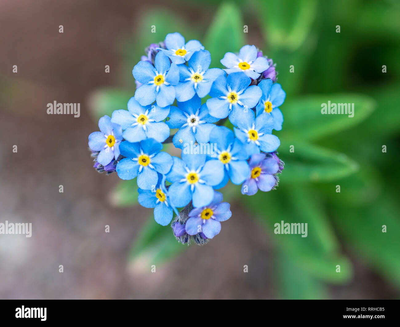 Blue flowers of the mountain forget-me-not in the mountains at an ...