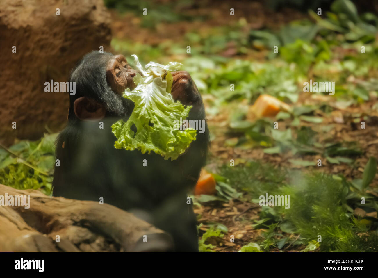 Zoo hunger hi-res stock photography and images - Alamy