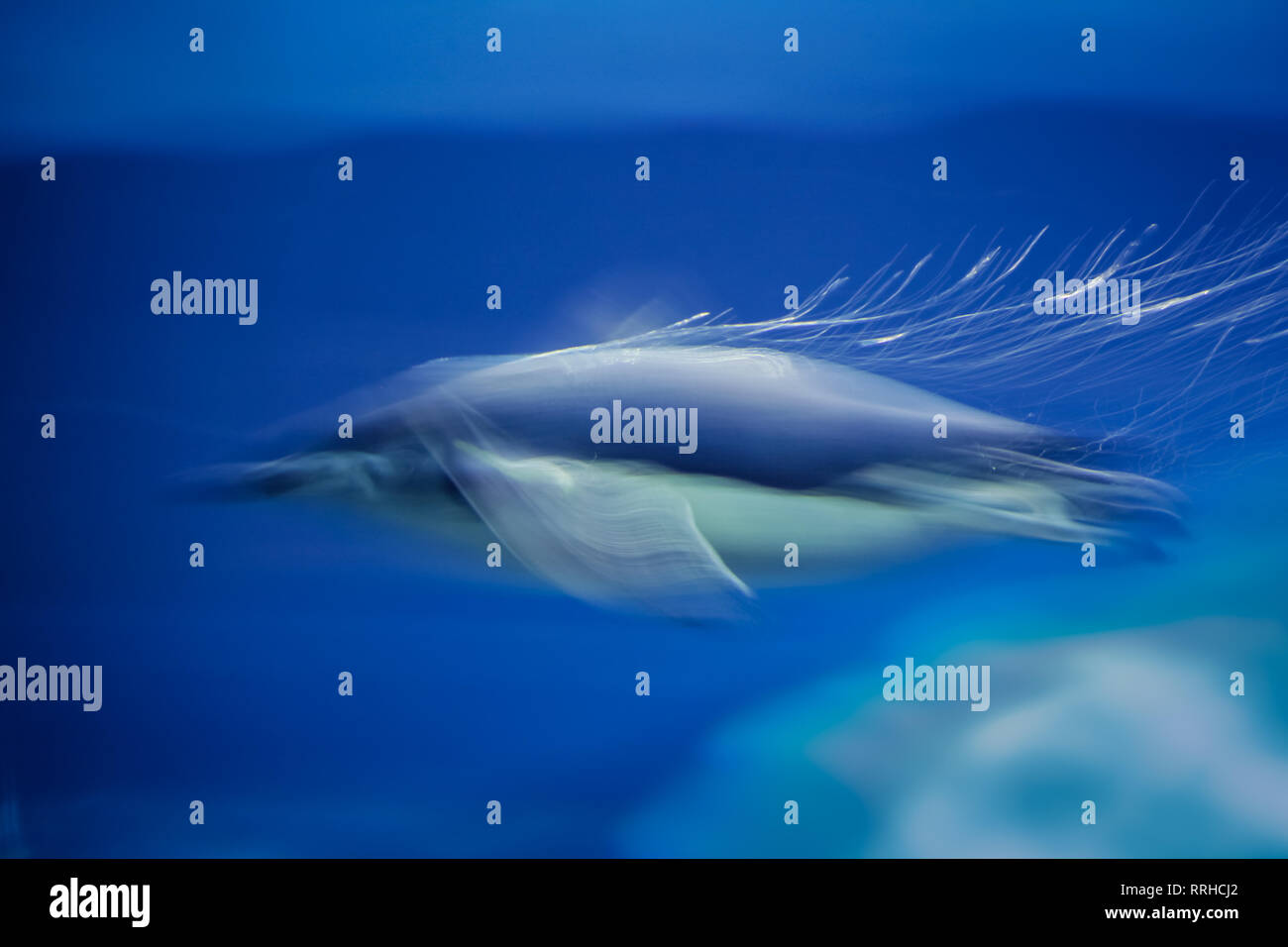 Small cute penguin swimming very fast in cold water, intentional ...