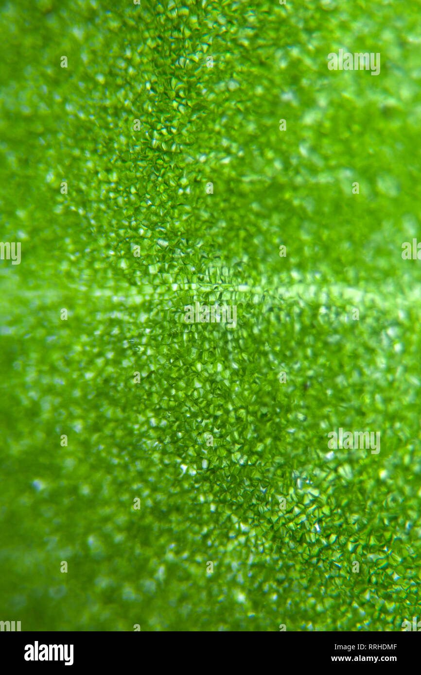 Green leaf at 100X magnification under biological microscope. This ...
