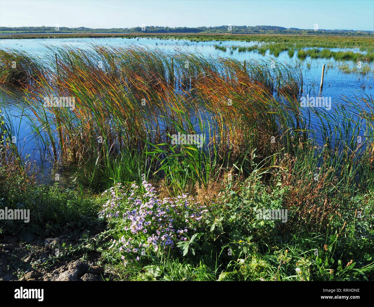 Wild flowers and reeds beside the wetlands at St Aidan's Nature Park ...