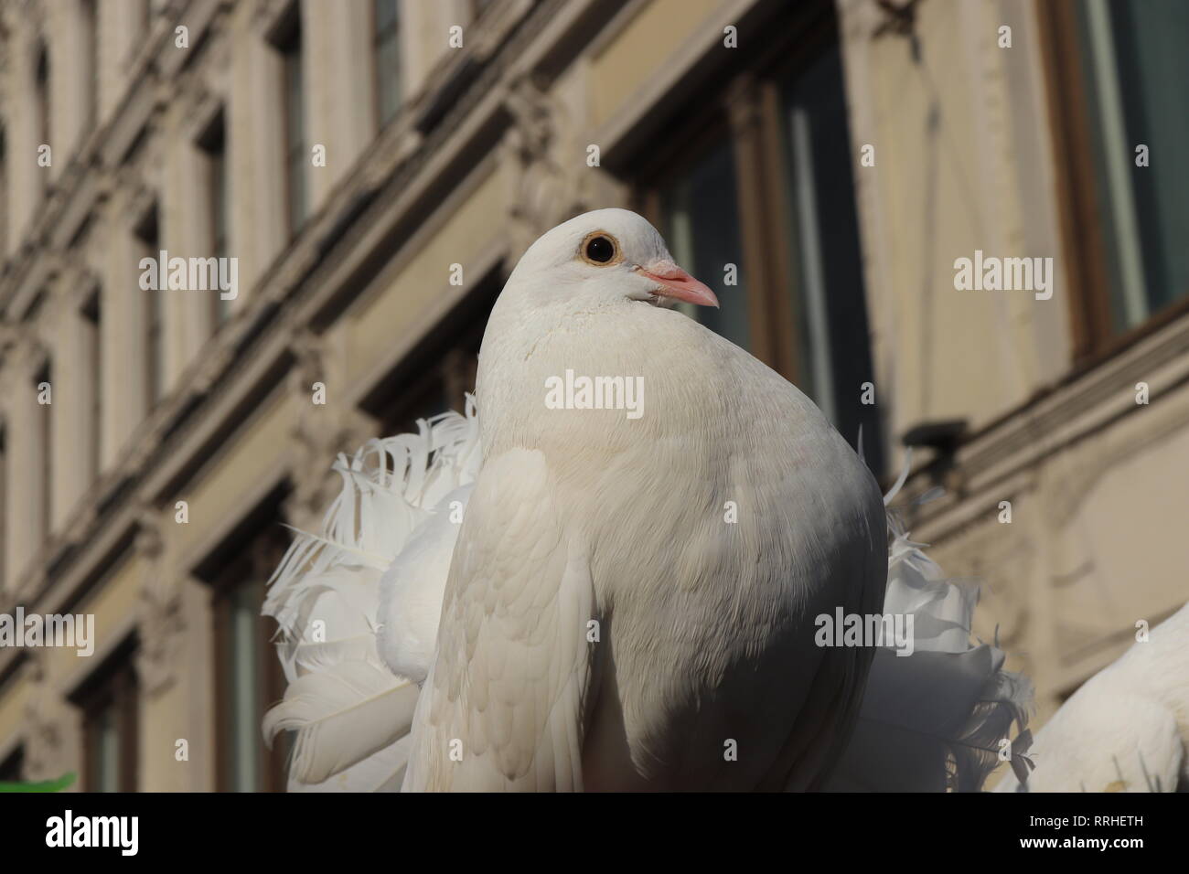 Doves on building hi-res stock photography and images - Alamy