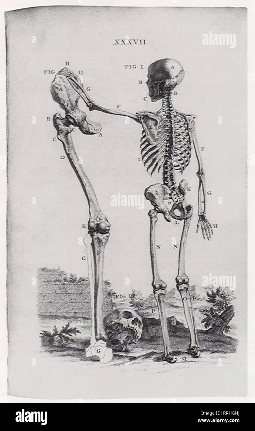 Skeleton and Large Limb Bone Stock Photo - Alamy