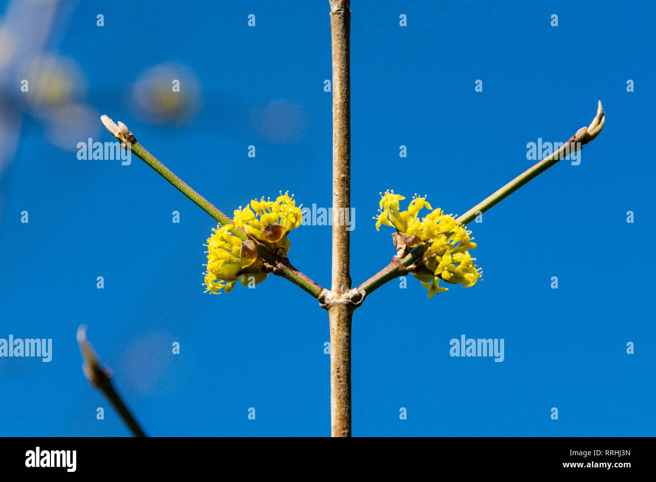 Syn cornus mascula hi-res stock photography and images - Alamy
