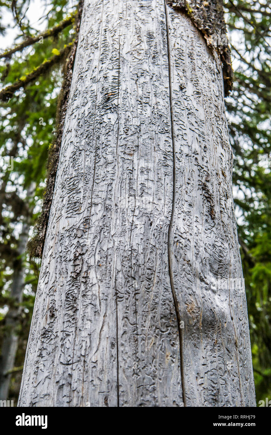 A tree trunk in the central Cascade mountains showing damage from bark ...