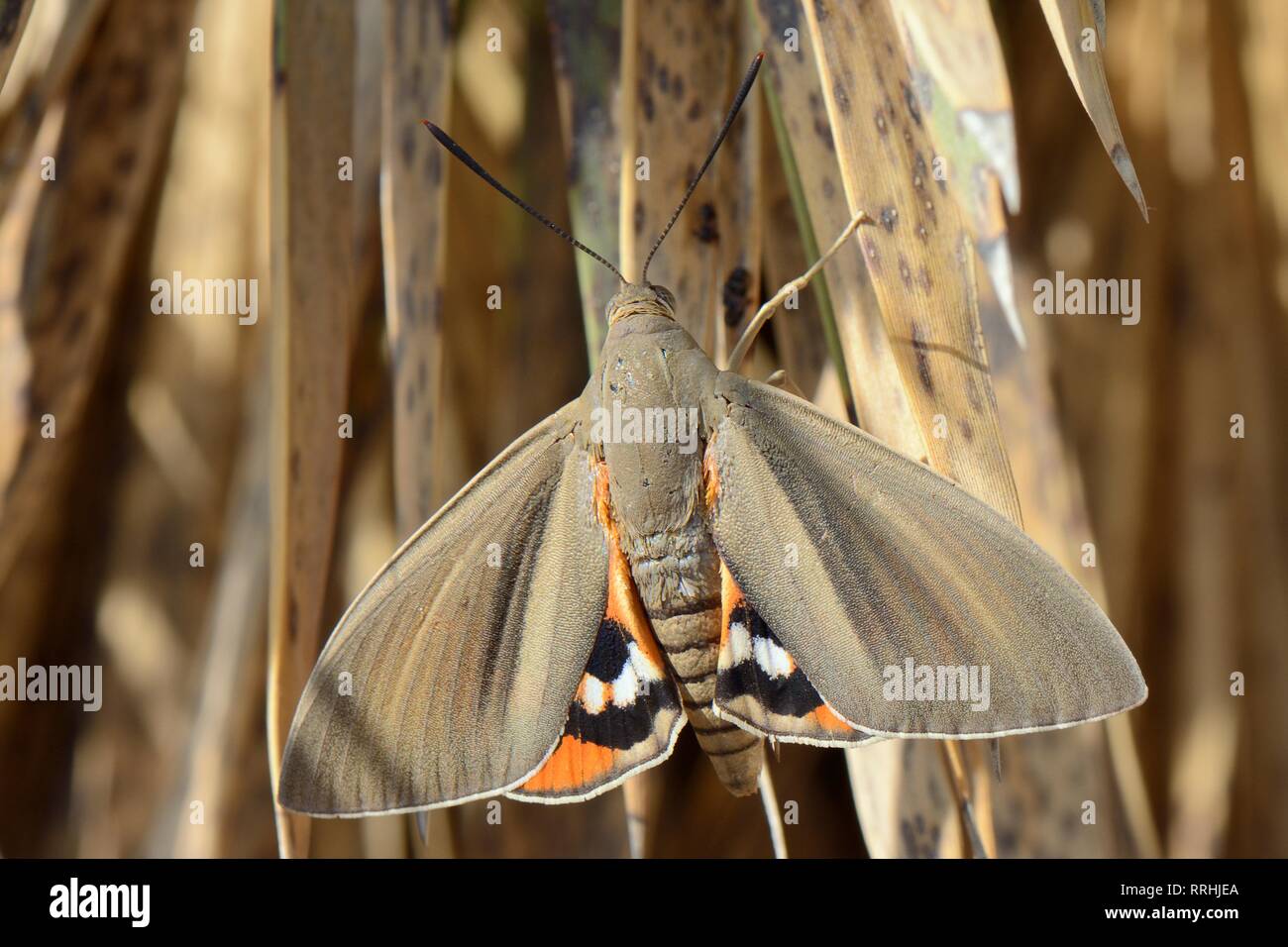 Day flying moths hi-res stock photography and images - Alamy
