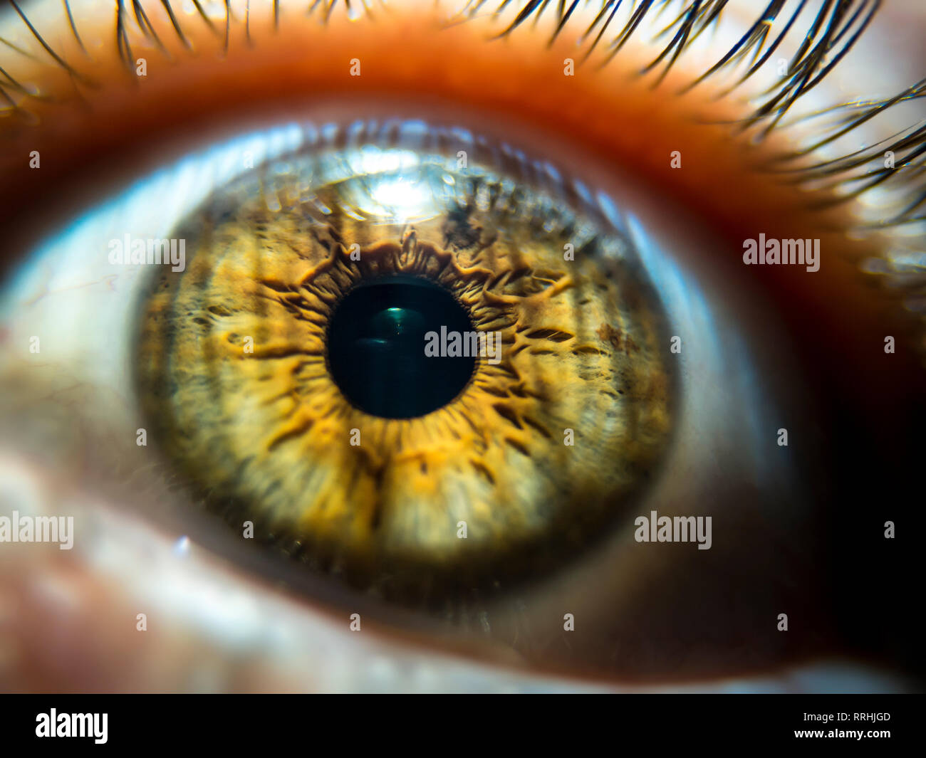 Hazel Eyes Iris Photography