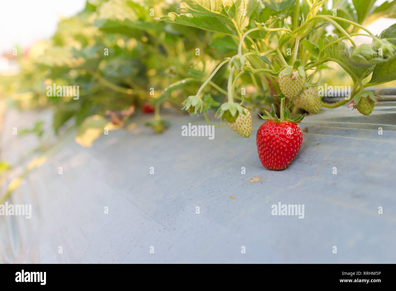 Strawberry trees with red strawberries at the strawberry plantation ...