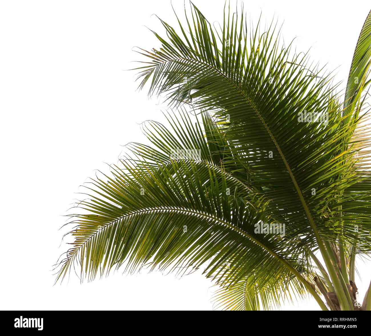 Under coconut tree and coconut leaves on a white background Stock Photo ...