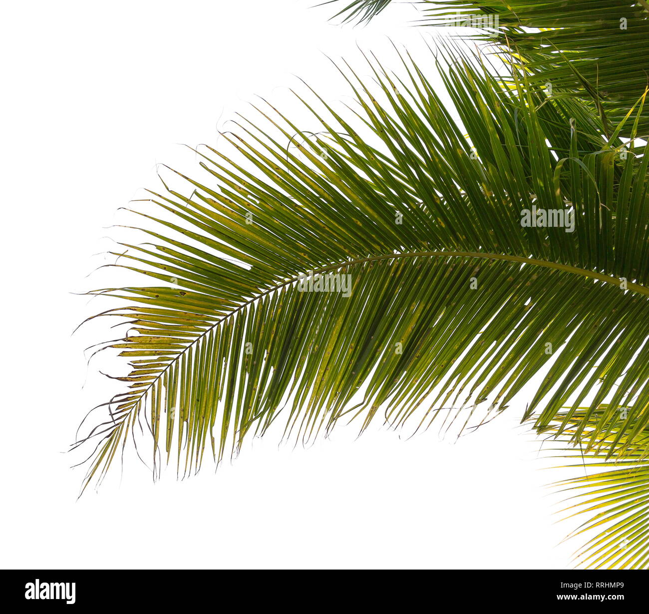 Small coconut tree hi-res stock photography and images - Alamy