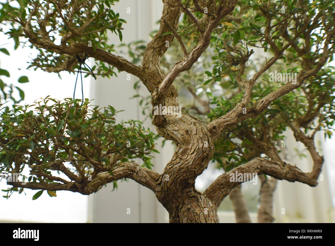 Bonzai garden hi-res stock photography and images - Alamy