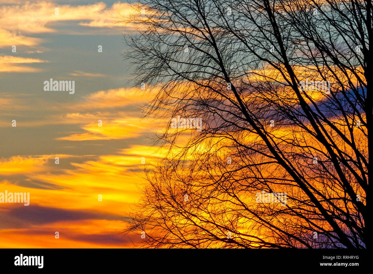 tree silhouette and spring sunset sky , weather change Stock Photo - Alamy