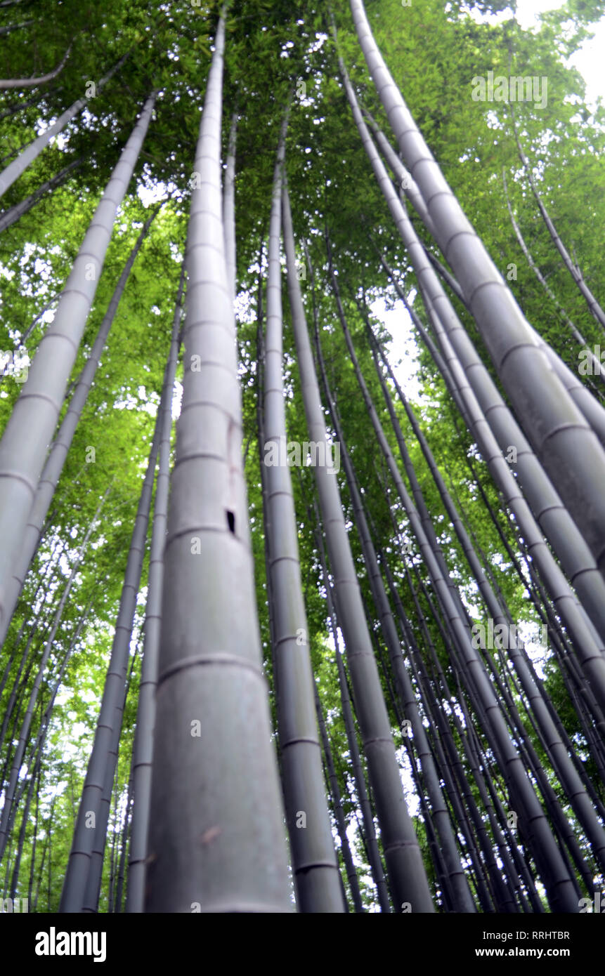 Arashiyama Bamboo Path through the Sagano Bamboo Forest Stock Photo - Alamy