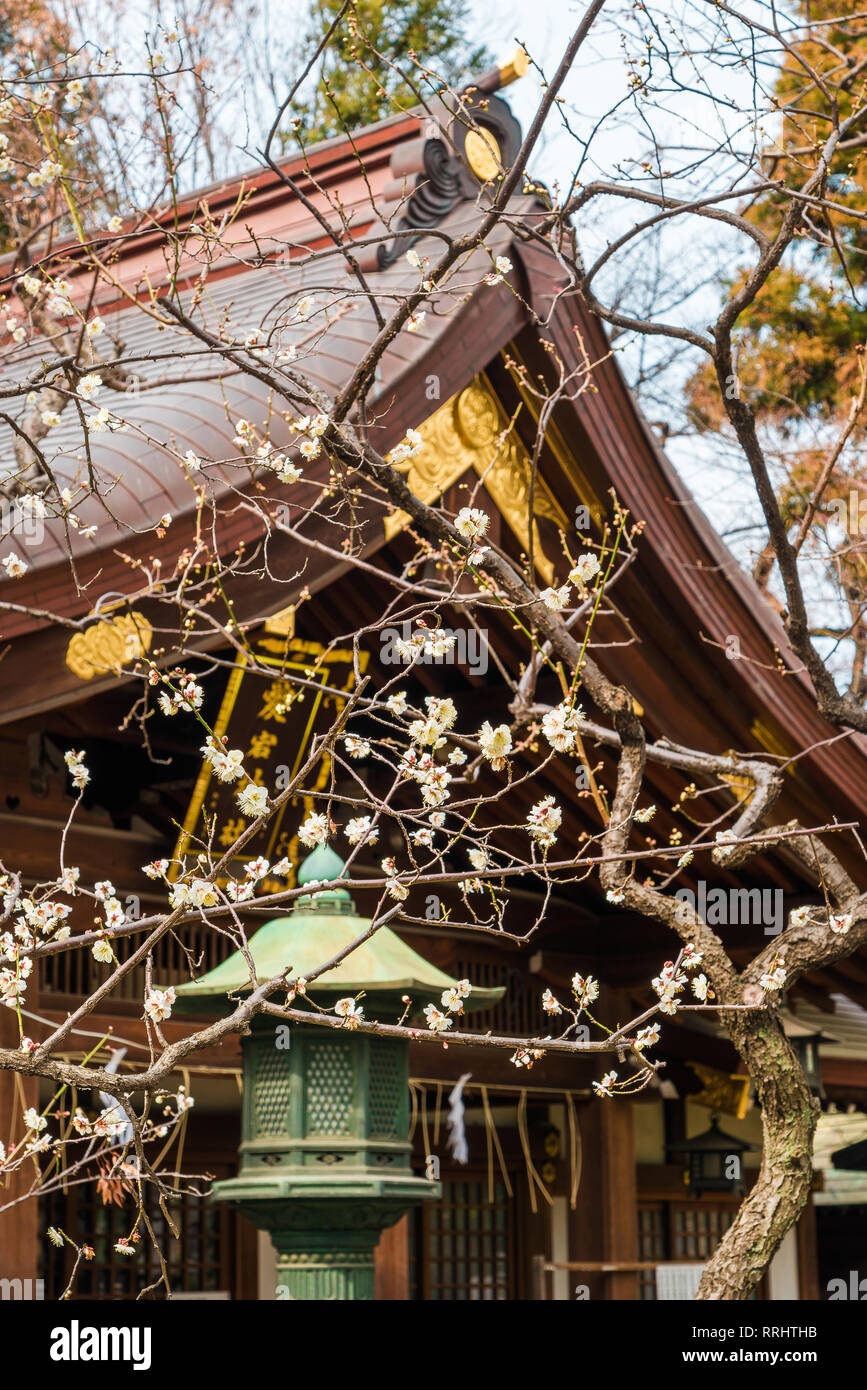 Spring arrives in Japan. Atago Shrine Shogun Tree Plum blossom blooming ...