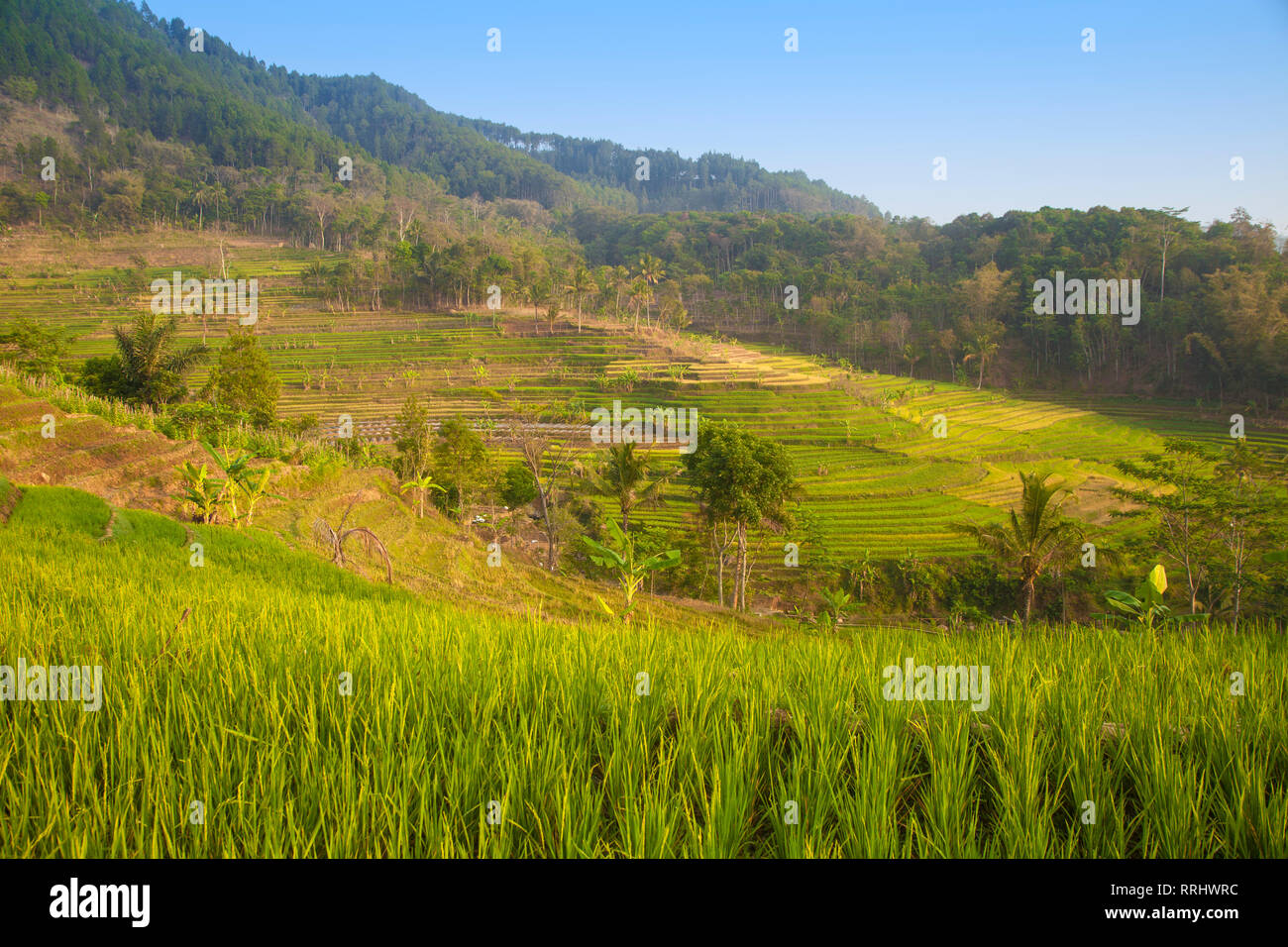 Rice paddies near Borobudur, Magelang, Java, Indonesia, Southeast Asia ...
