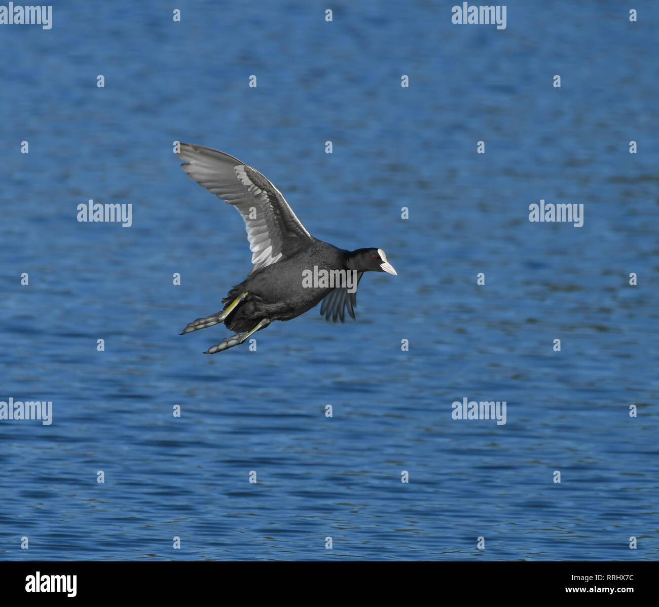 Eurasian coot in flight Stock Photo - Alamy