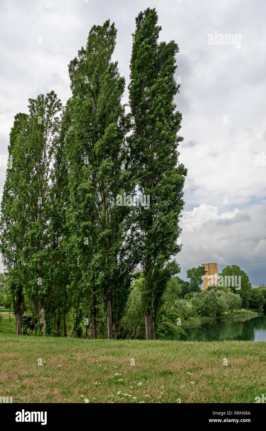 Populus tree hi-res stock photography and images - Alamy