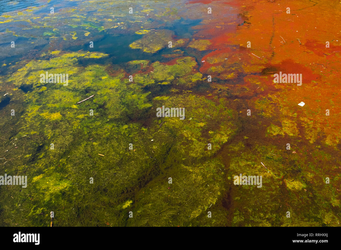 Algae bloom hi-res stock photography and images - Alamy