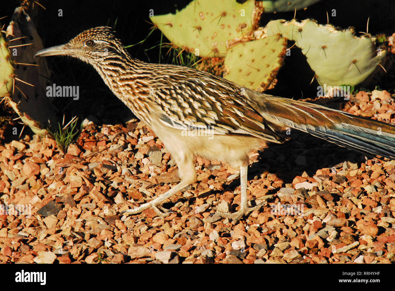 Roadrunner hi-res stock photography and images - Alamy