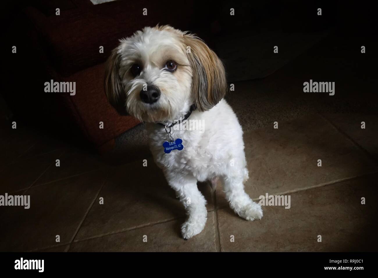 Furry and cute hi-res stock photography and images - Alamy