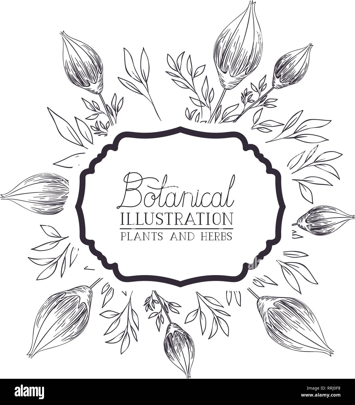 botanical illustration label with plants and herbs Stock Vector Image ...
