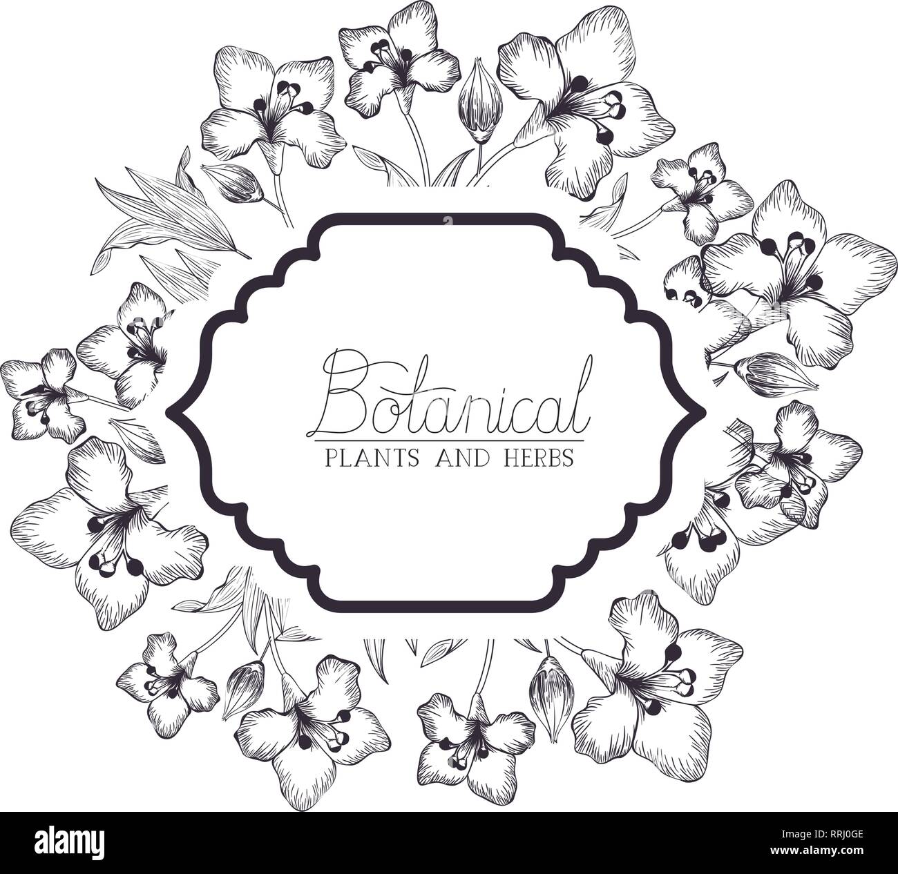 botanical label with plants and herbs Stock Vector Image & Art - Alamy