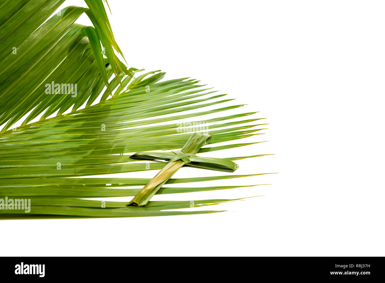 Cross shape of palm leaf on palm branches with green leaves isolated ...