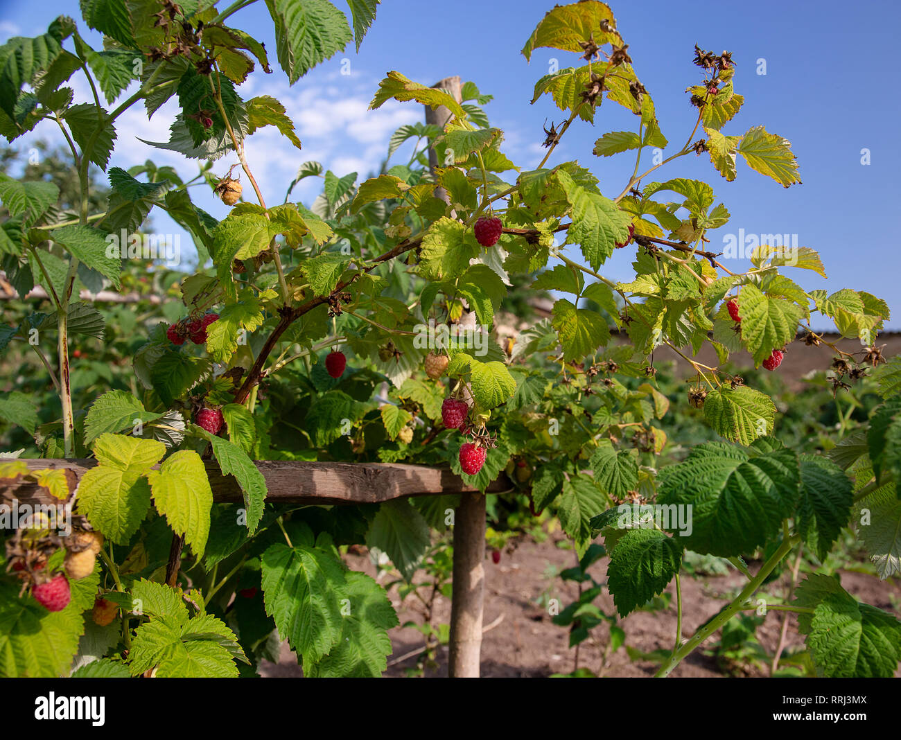 Raspberry on a raspberry bush in a natural background, sunny day ...