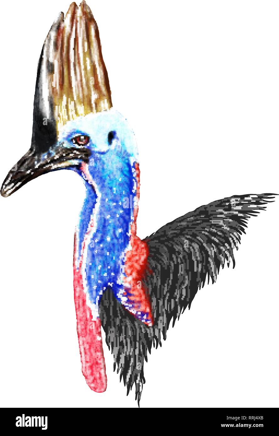 Cassowary vector drawing isolated against white background Stock Vector ...