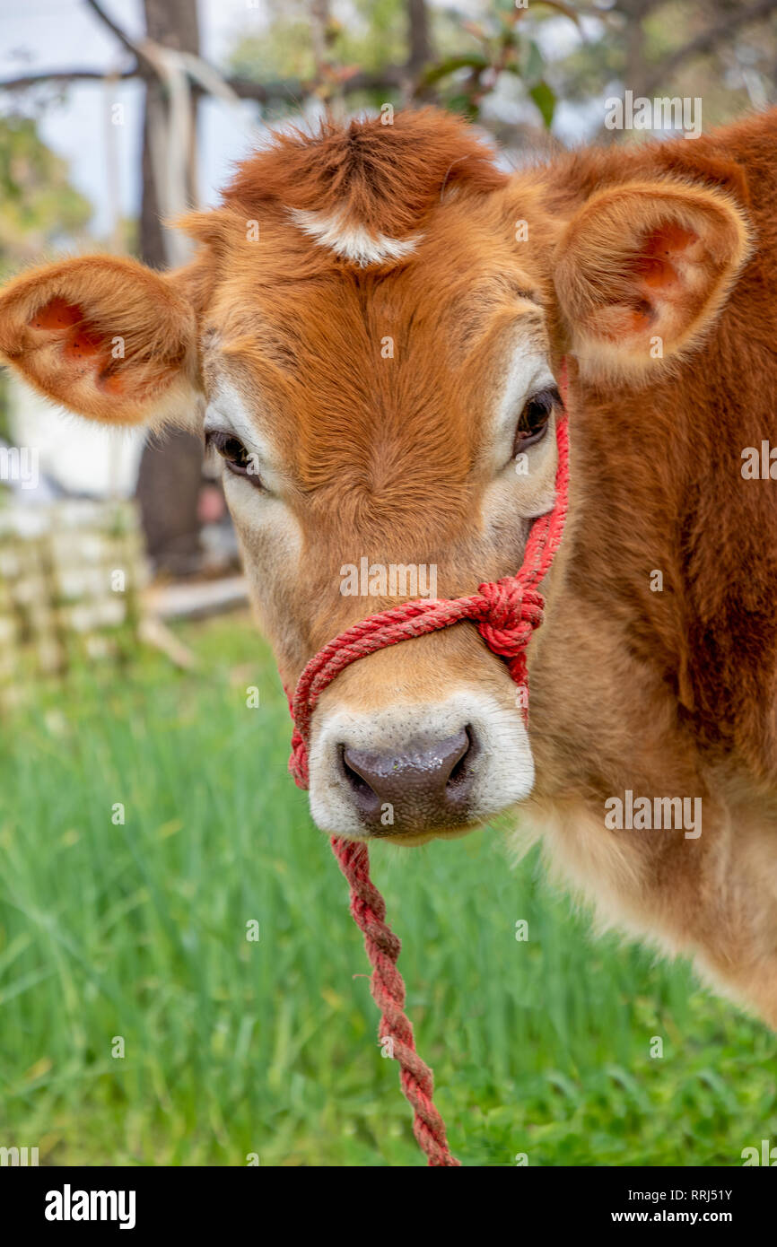 Cow calf tied with red rope, portrait of young cow Stock Photo - Alamy