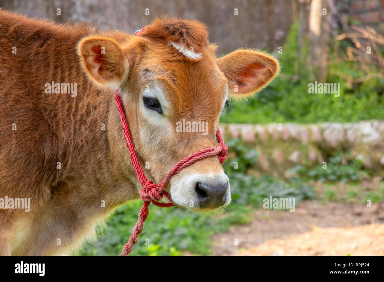 Hungry cattle hi-res stock photography and images - Alamy