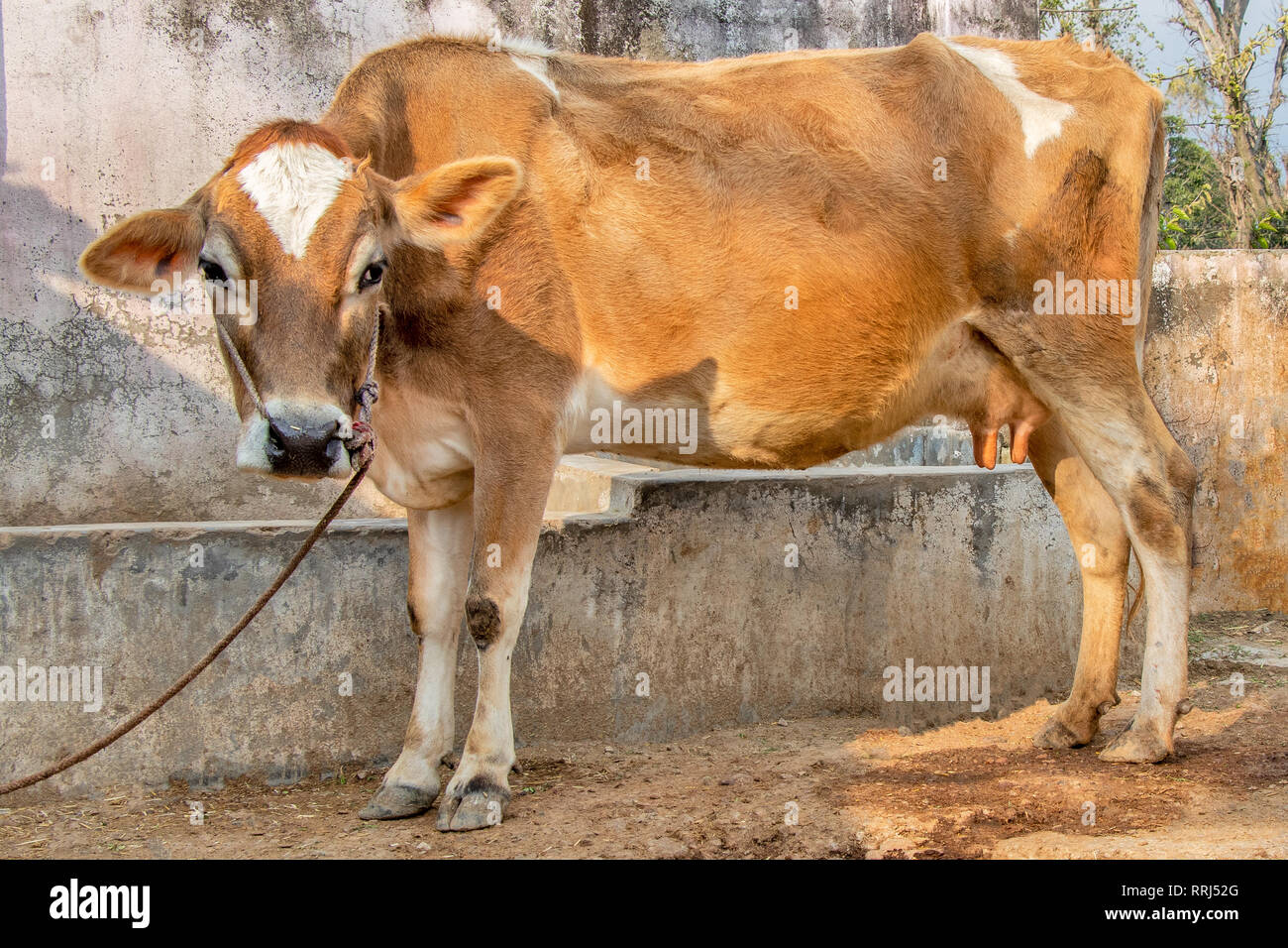 Roop High Resolution Stock Photography and Images - Alamy